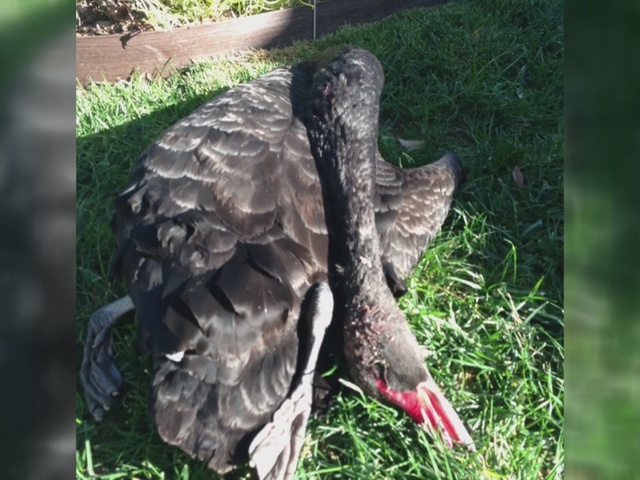 Arrest made in slaughtering of ducks