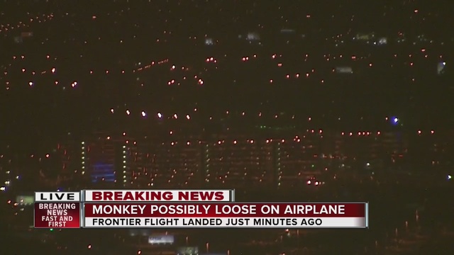 UPDATE: Video released of monkey on plane - KTNV.com Las Vegas