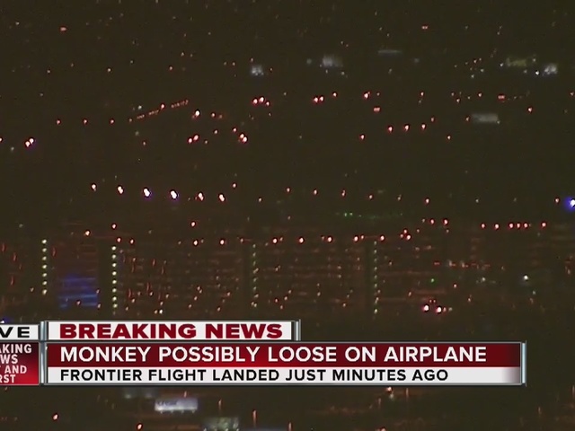 TSA says monkeys, other animals up to airline