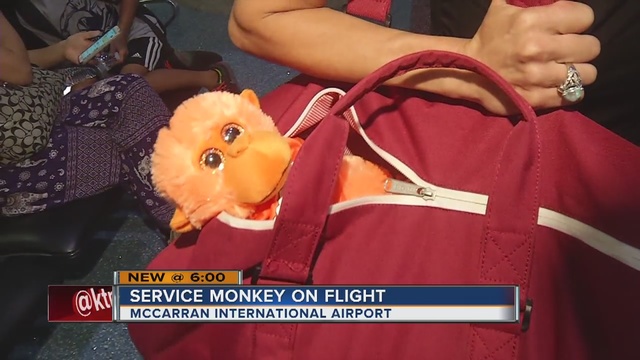 UPDATE: Video released of monkey on plane - KTNV.com Las Vegas