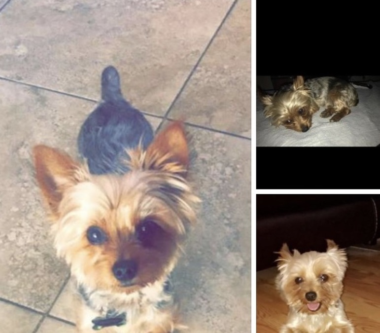 PHOTOS: Missing pets in Las Vegas area - Gallery