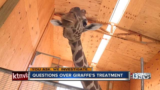 Owner says accusations of chained giraffe aren't true - KTNV.com Las Vegas