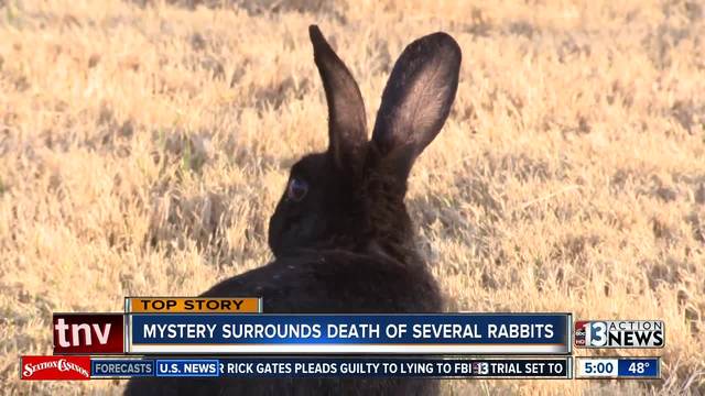 UPDATE: Reward offered for info on 'mass rabbit killer' - KTNV.com Las ...