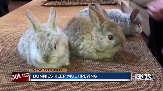 Las Vegas family needs help after bunnies multiply again and again ...