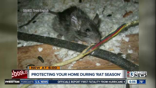 Rat season in Las Vegas valley - KTNV.com Las Vegas