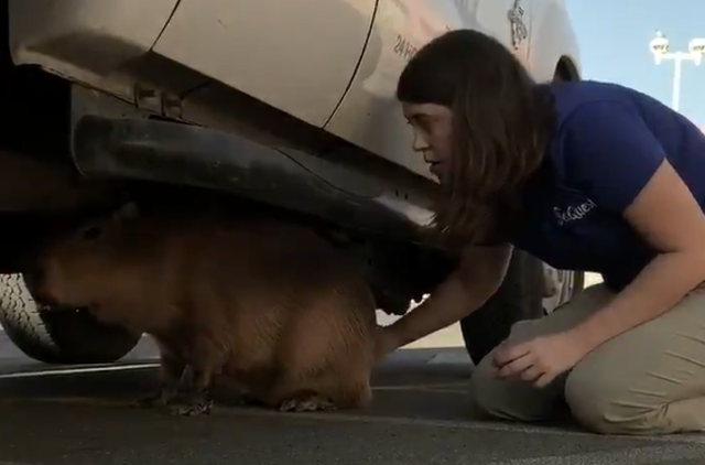 Capybara briefly gets loose in Las Vegas parking lot - KTNV.com Las Vegas