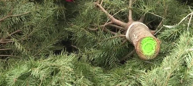 Did you know there are thousands of bugs in real Christmas trees ...